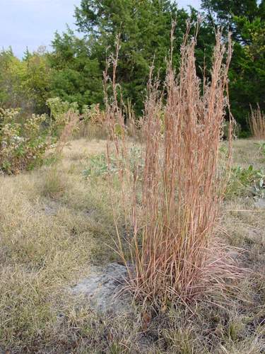 Focus on a Native – Little Bluestem Grass | Comal Master Gardener