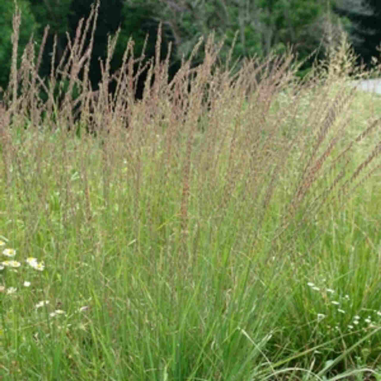 Native Plant Gallery | Comal Master Gardener