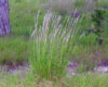 Focus on a Native – Silver Bluestem | Comal Master Gardener