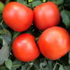 2024 Rodeo Tomato–Rambler | Comal Master Gardener