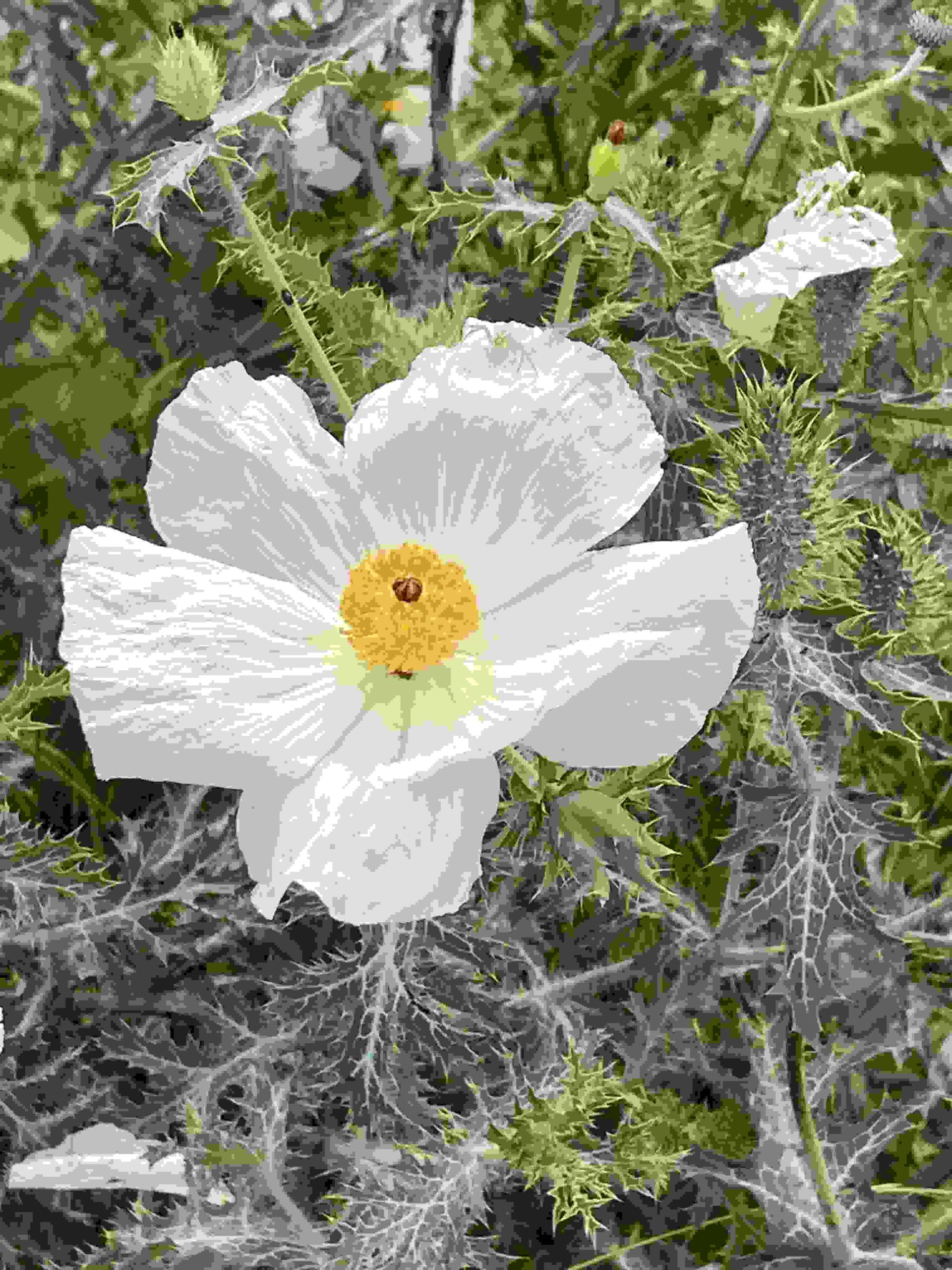 Focus on a Native – Prickly Poppy | Comal Master Gardener
