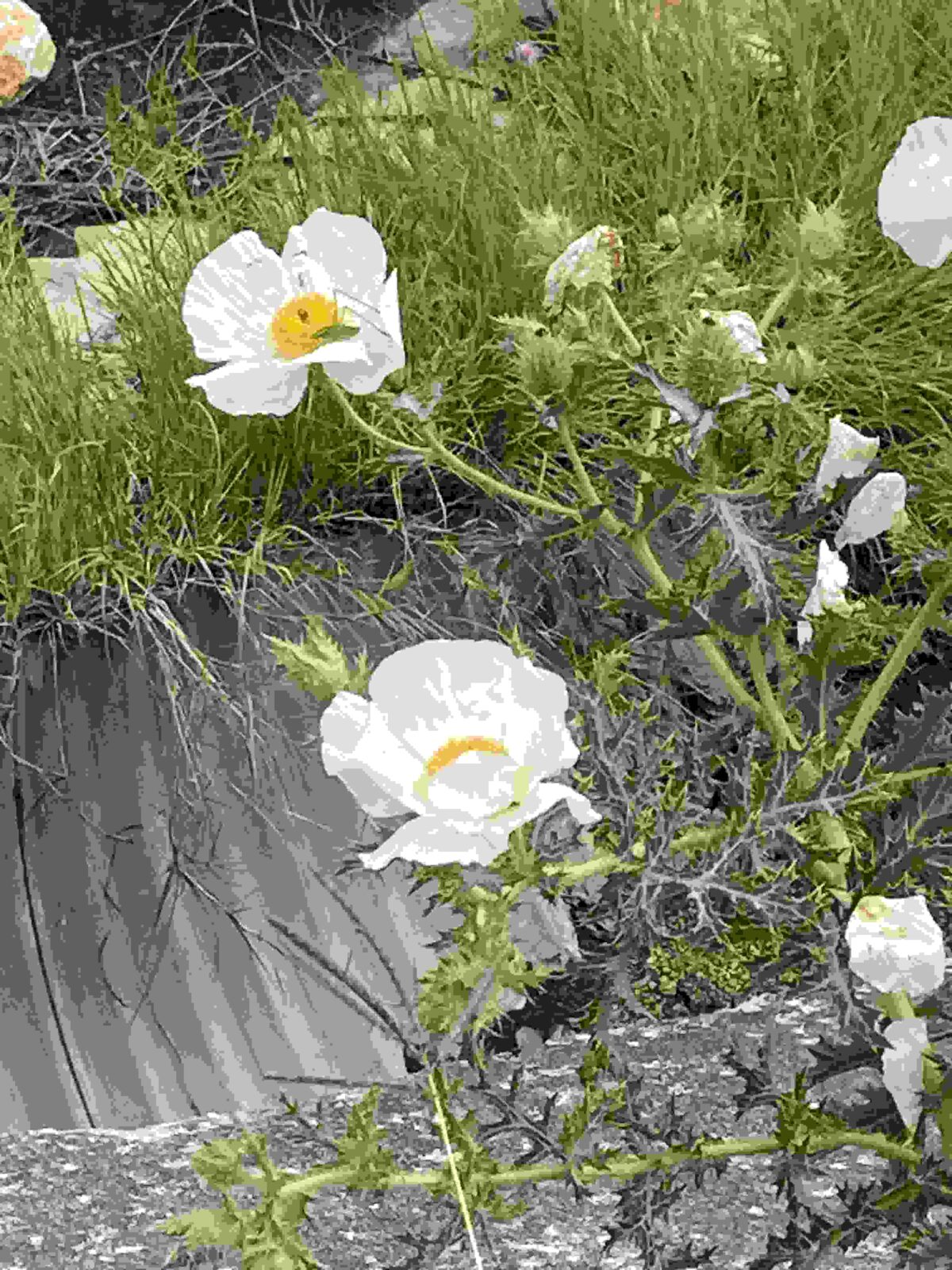 Focus on a Native – Prickly Poppy | Comal Master Gardener