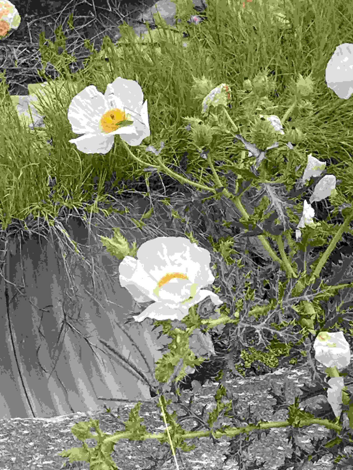 Focus on a Native – Prickly Poppy | Comal Master Gardener