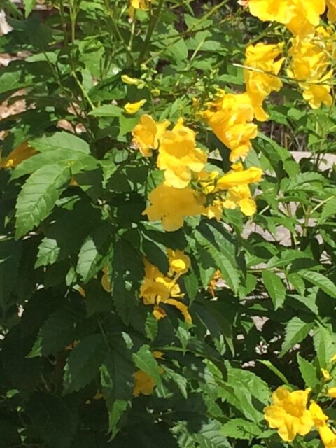 Focus on a Native – Esperanza | Comal Master Gardener