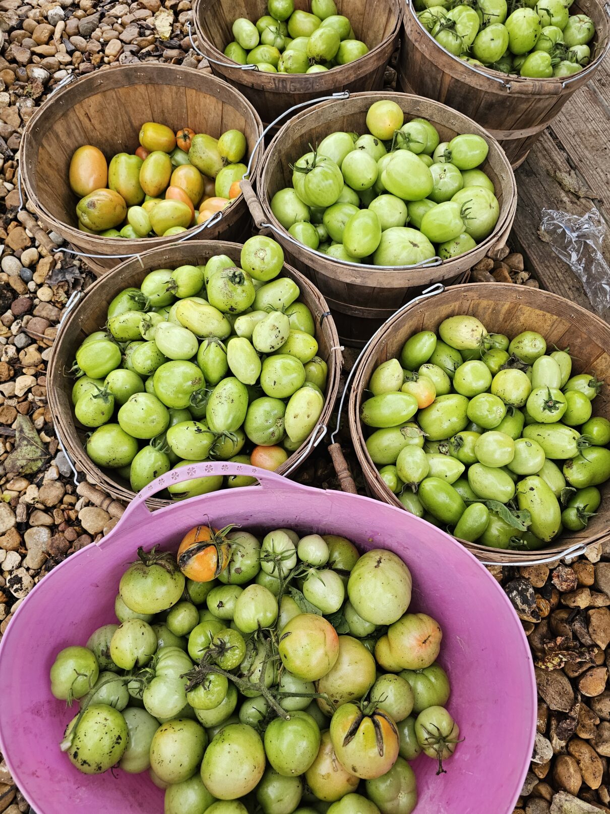 Happenings and Harvests in the Veggie Rose Garden—2025 Edition | Comal ...