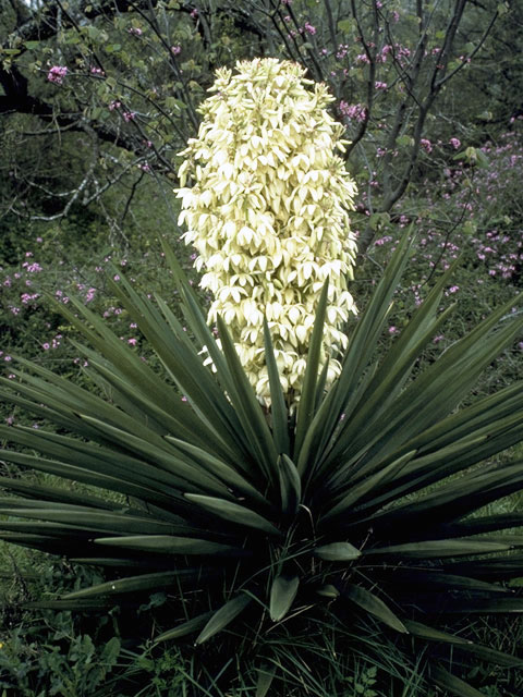 Focus on a Native – Spanish Dagger | Comal Master Gardener