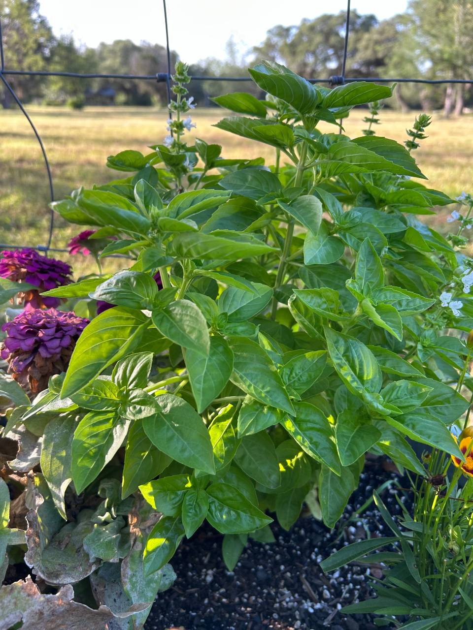 Herb of the Month – Basil | Comal Master Gardener