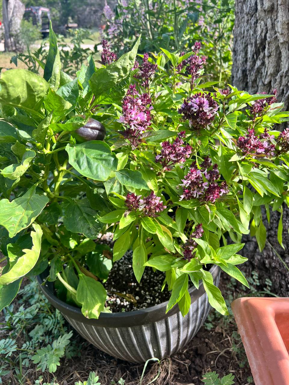 Herb of the Month – Basil | Comal Master Gardener
